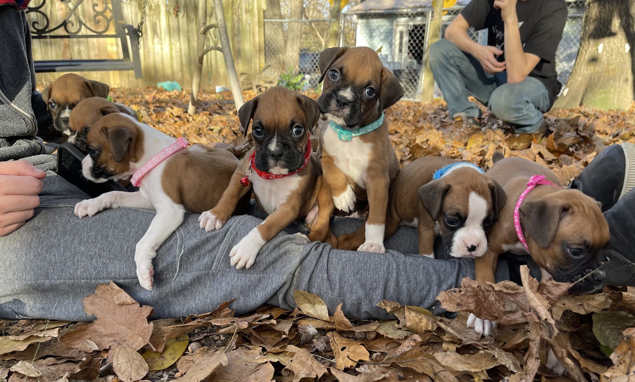 Past Litters Boxerlane Boxers Puppies