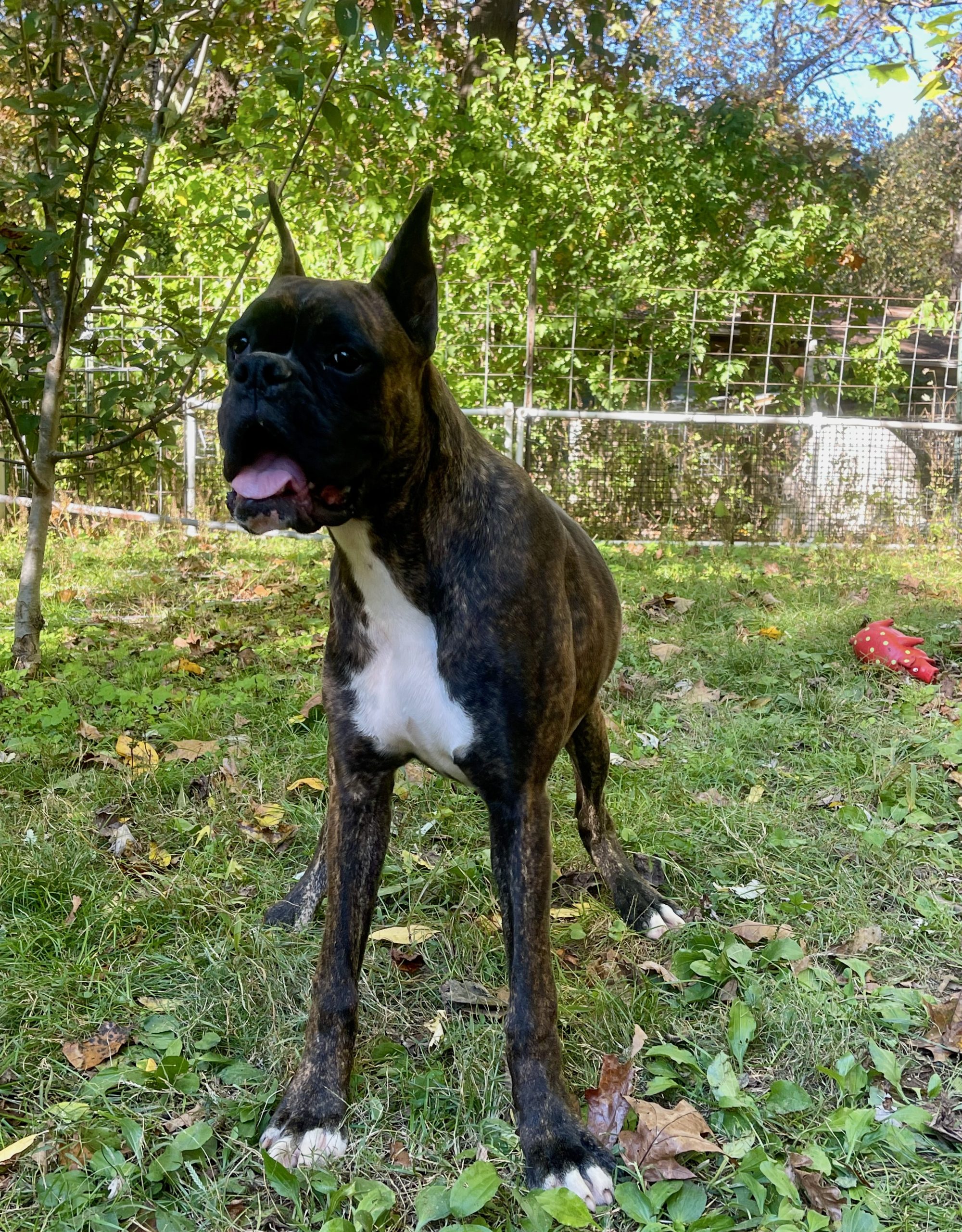 Walking In Granite’s Shadow “Shadow” – Boxerlane Boxers Puppies