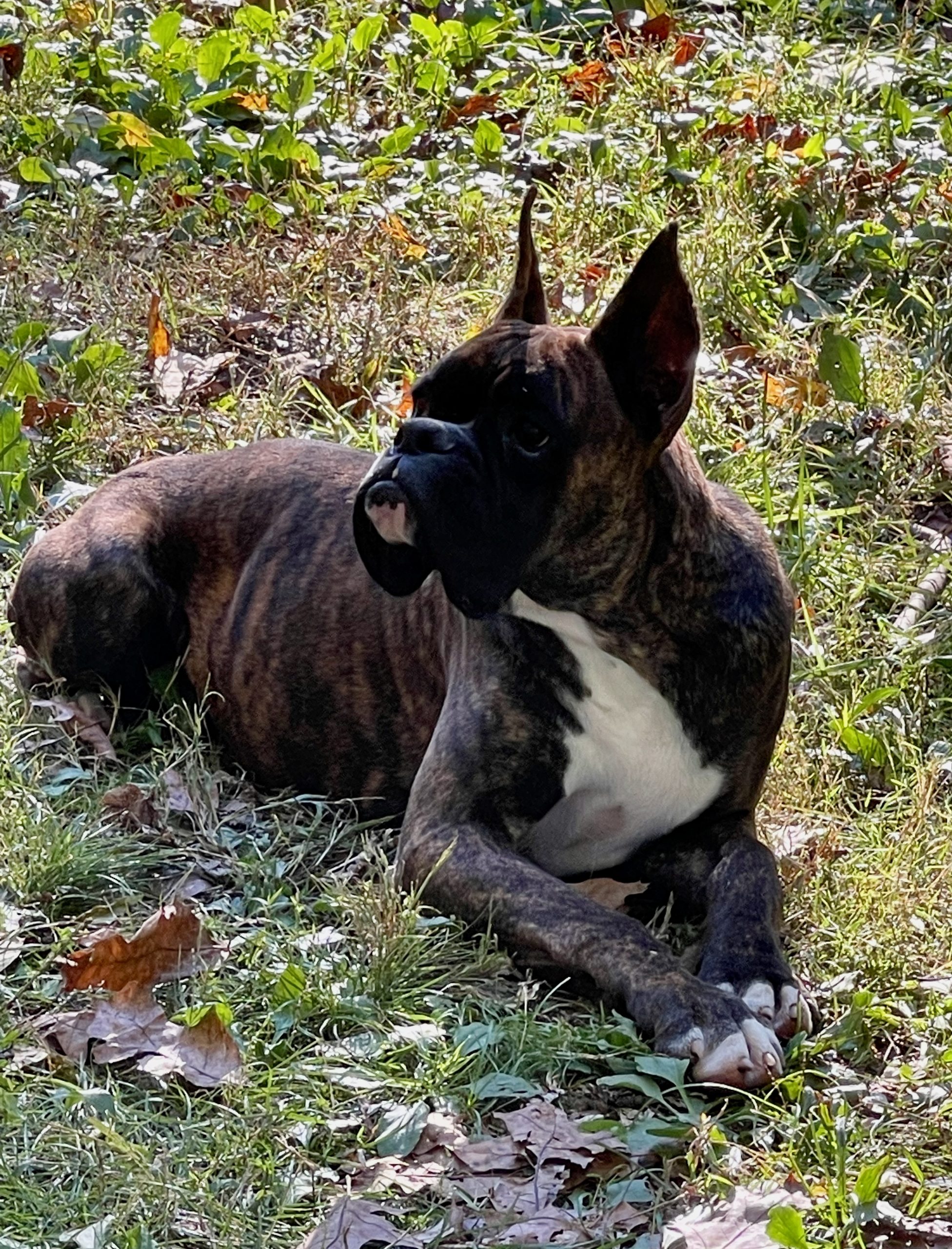 Boxerlane Boxers Puppies – Boxers Puppies, Breeders, Missouri