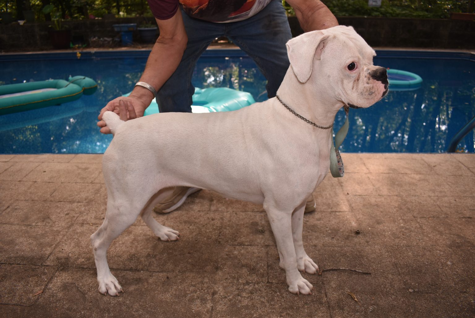 Boxerlane Nanny Lou “Nanna” – Boxerlane Boxers Puppies