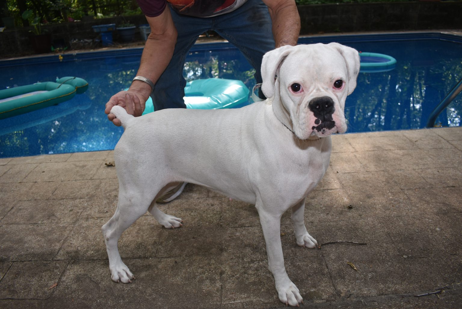 Boxerlane Nanny Lou “Nanna” – Boxerlane Boxers Puppies