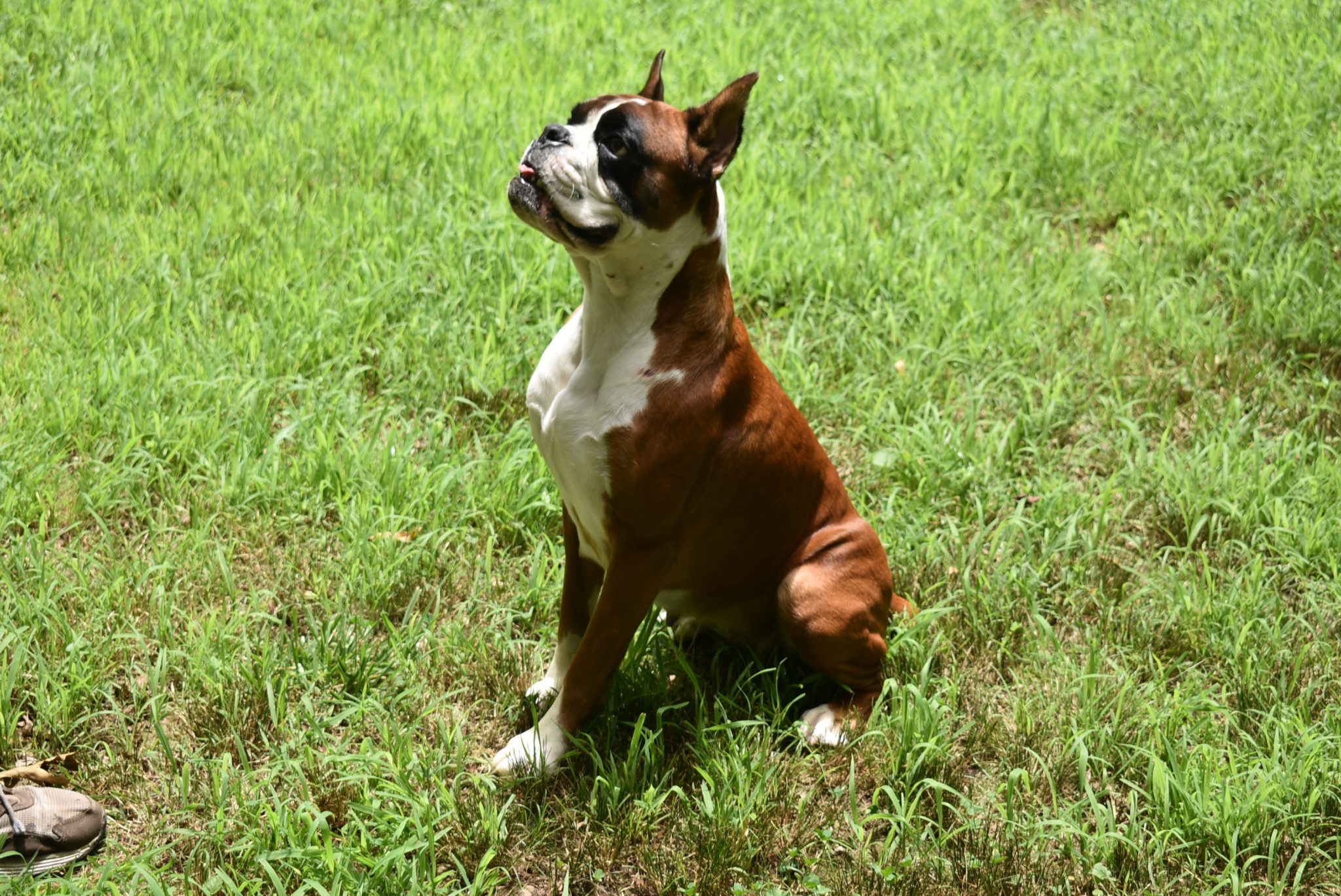Boxerlane Boxers Puppies – Boxers Puppies, Breeders, Missouri